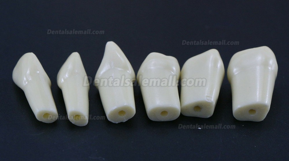 Dental Typodont Restorative Standard Simulation Model with 32PCS ...