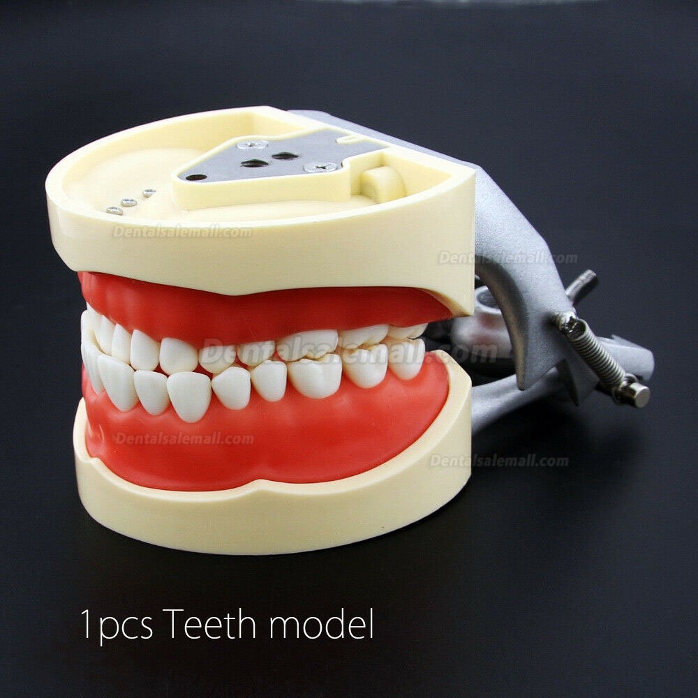 Cheap Resin Simulation Tooth Grain Dental Model For Dentist from China ...